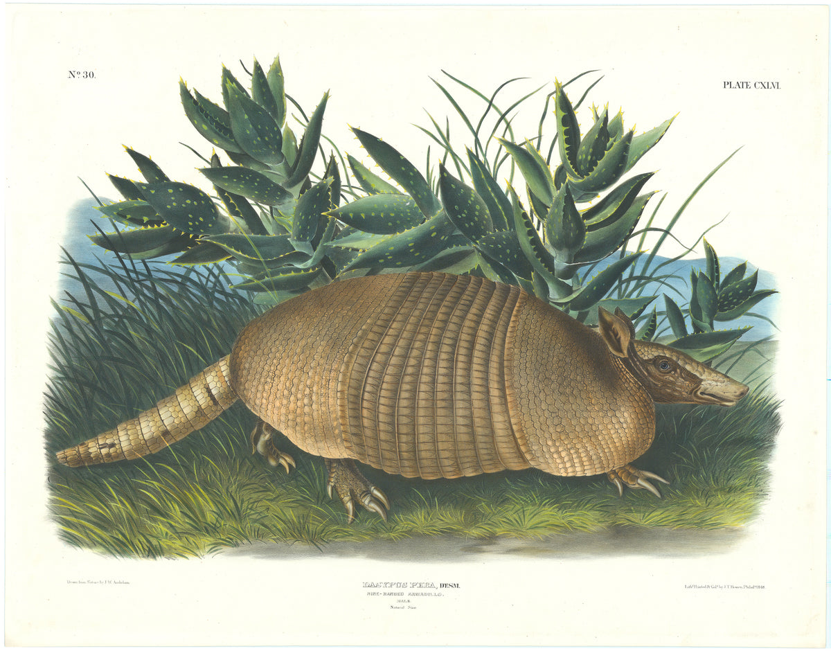 Dasypus Peba or Nine-Banded Armadillo, Plate CXLVI: J. T. Bowen after ...