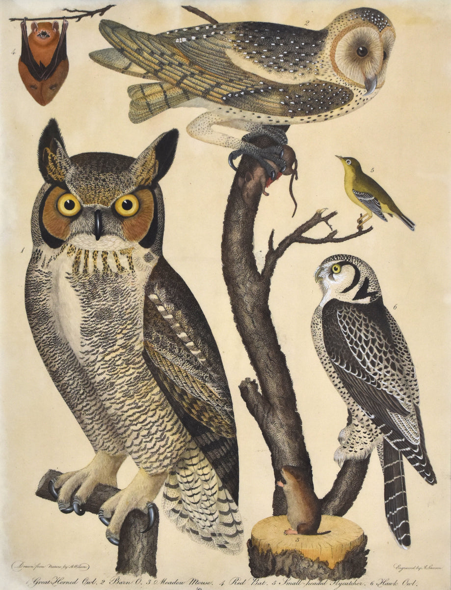 Great Horned Owl et al: Wilson 1810 – The Antiquarium Antique Maps ...