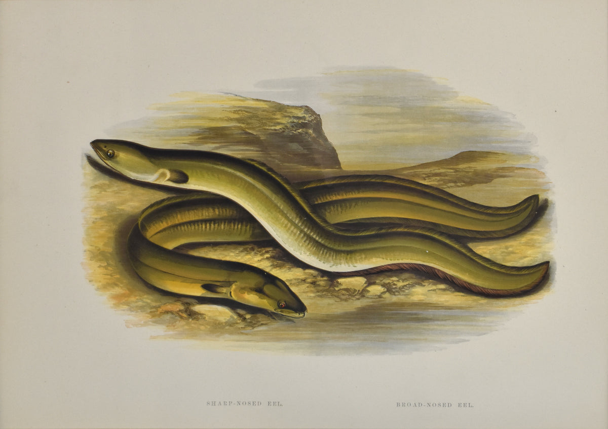 Sharp-Nosed Eel, Broad-Nosed Eel: Houghton 1879 – The Antiquarium ...